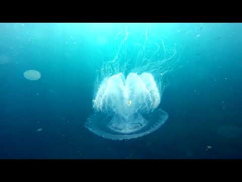 Scuba Diving Sail Rock | Thailand | Cosmic  Jellyfish