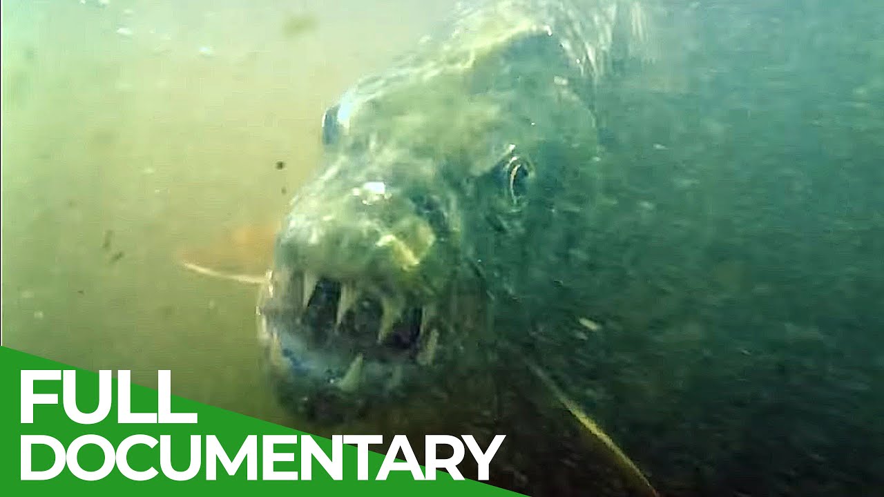 The Creepy & Bizarre World of the Okavango Delta | Free Documentary ...