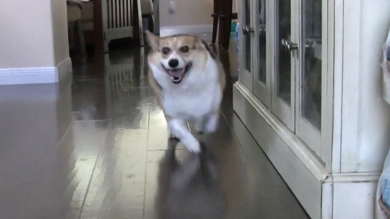 CORGI running in slow motion - YouTube