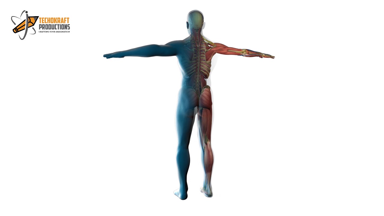 3D human turnaround 05 - YouTube