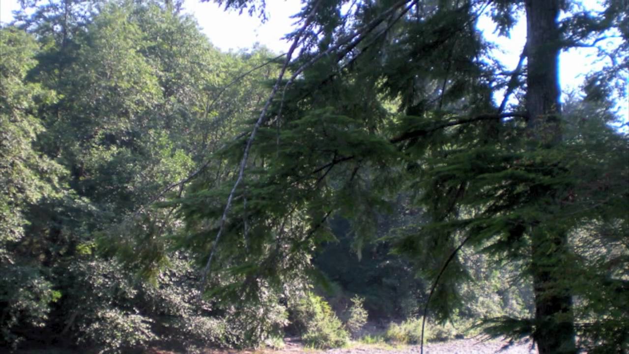 TWILIGHT TOUR IN FORKS - YouTube