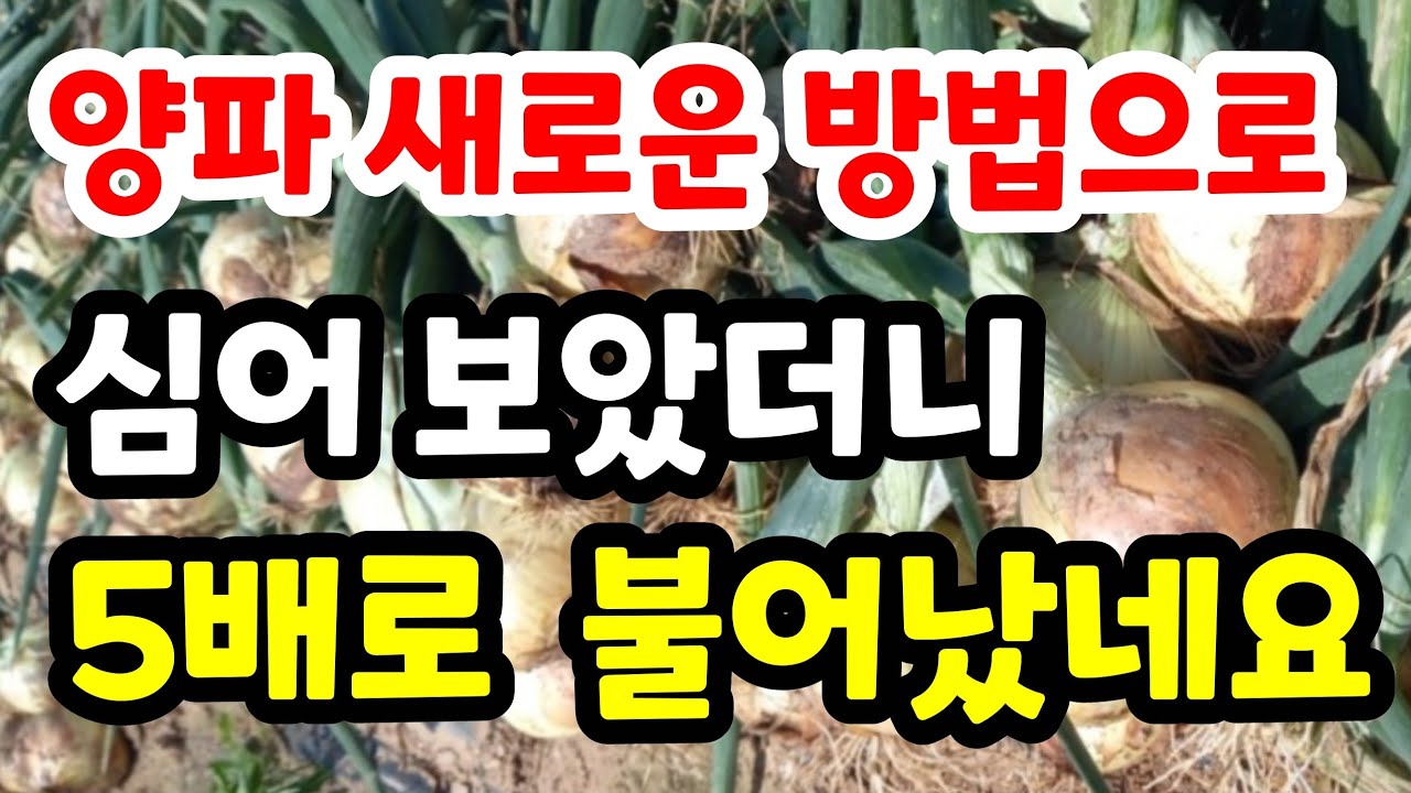 양파 새로운 방법으로 심어 보았더니 완전 대박입니다양파수확시기양파심는방법양파수확방법양파보관방법양파재배양파수확후심는작물