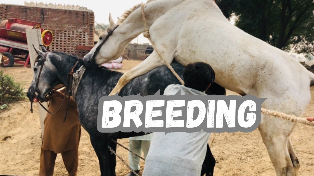 Horse meeting by famous stallion || Horse breeding Video of 2023 | Horse lover - YouTube