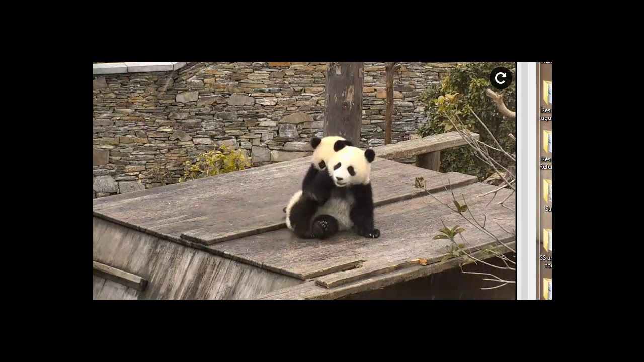 Gaint Panda Toddlers Playing in snow top of structure - YouTube