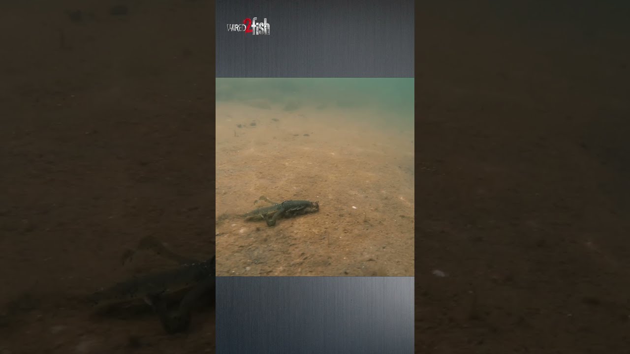 One of THE best rigs when bass are on rocks | #shorts - YouTube