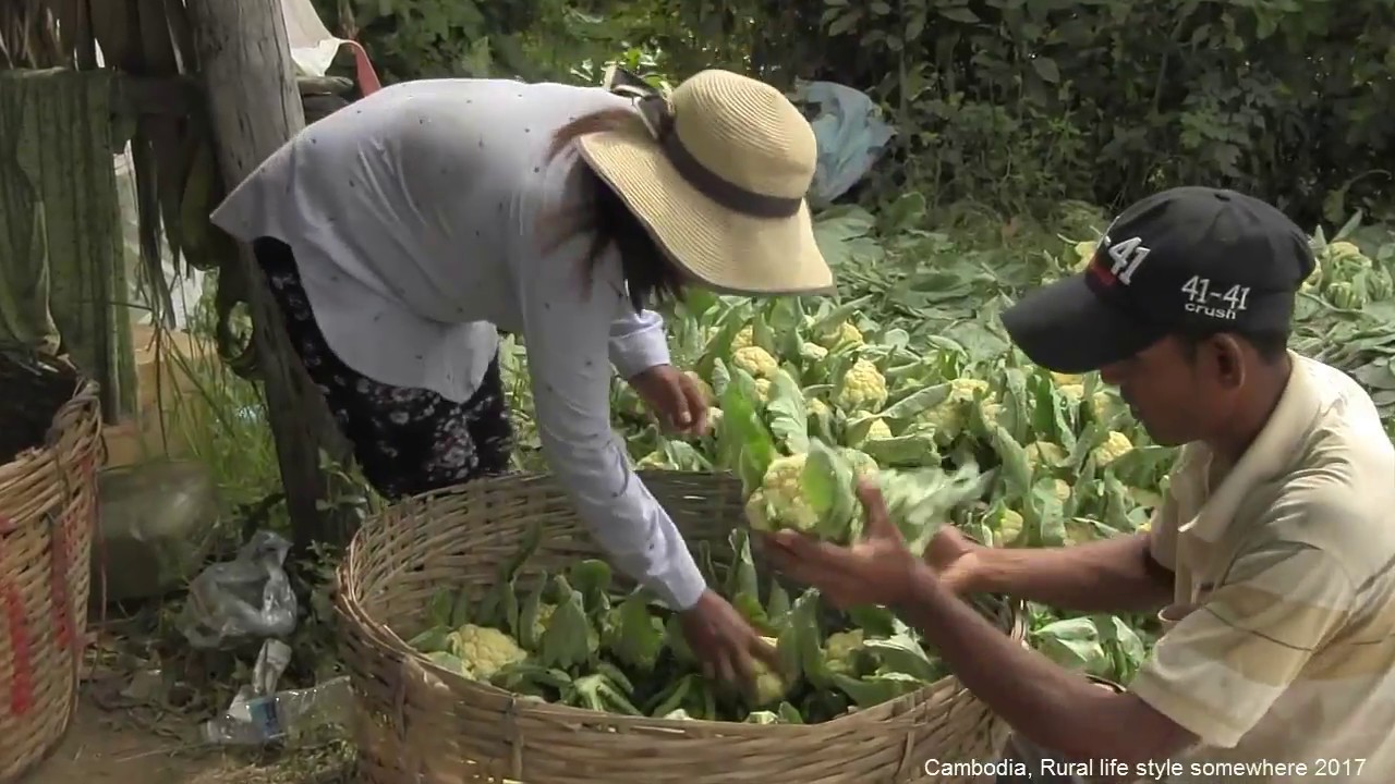 What are the Activities in the Cambodia Rural Areas? - YouTube