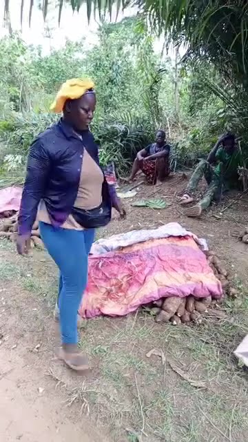 20 May 2025 Selling of NEFOR Cassava - YouTube