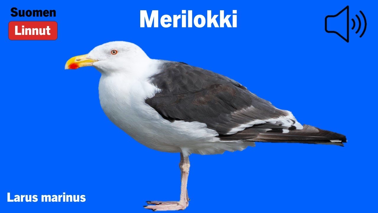 Merilokki - Larus marinus - Great Black-backed Gull - havstrut - LARMAR ...