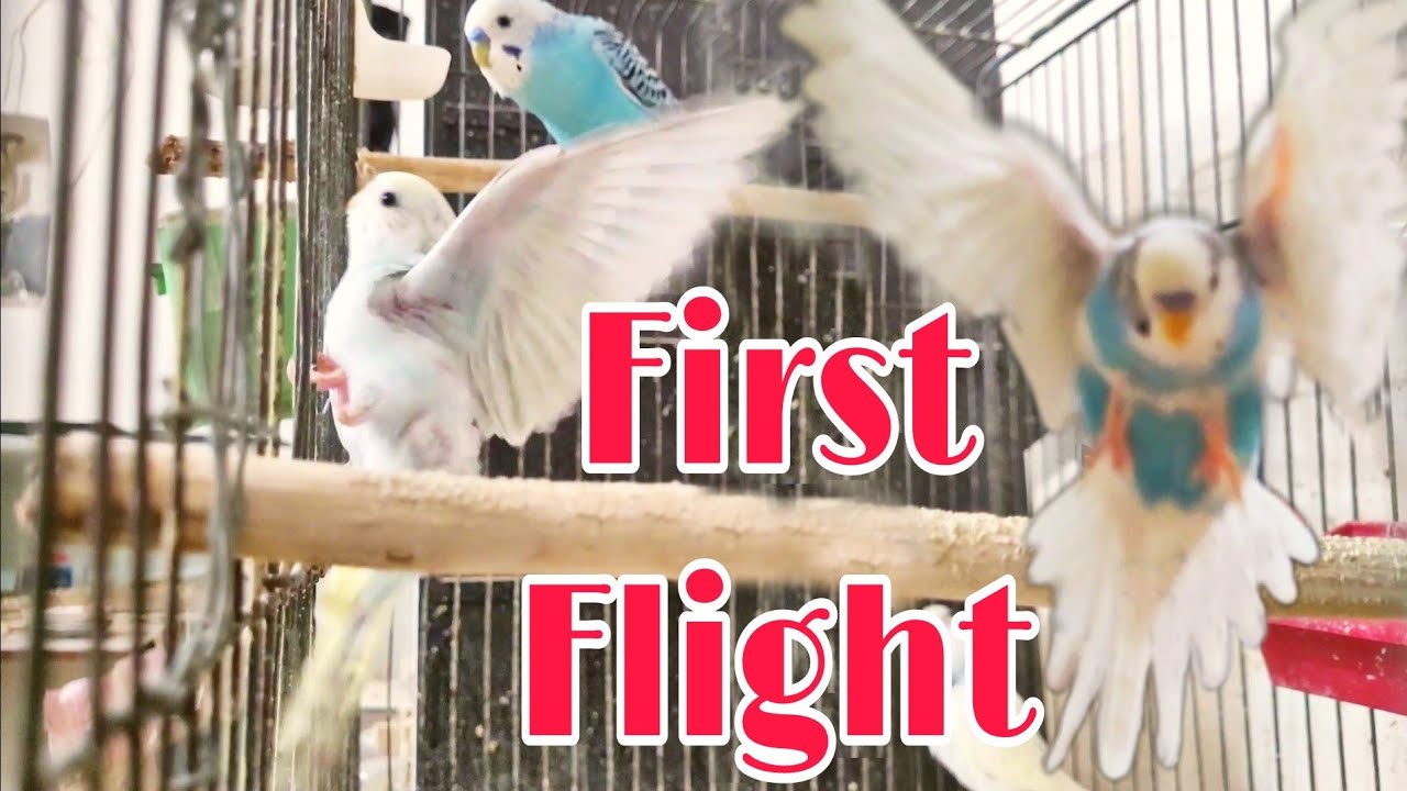 A Father Bird Teaches His Baby to Fly | First Flight - YouTube