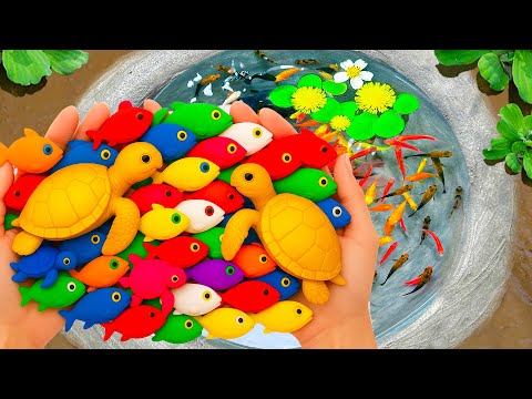 Amazing Catch Beautiful Ornamental Fish in Mini Lake, Catfish, Goldfish, Koi, Guppies, Iguana, Ranch