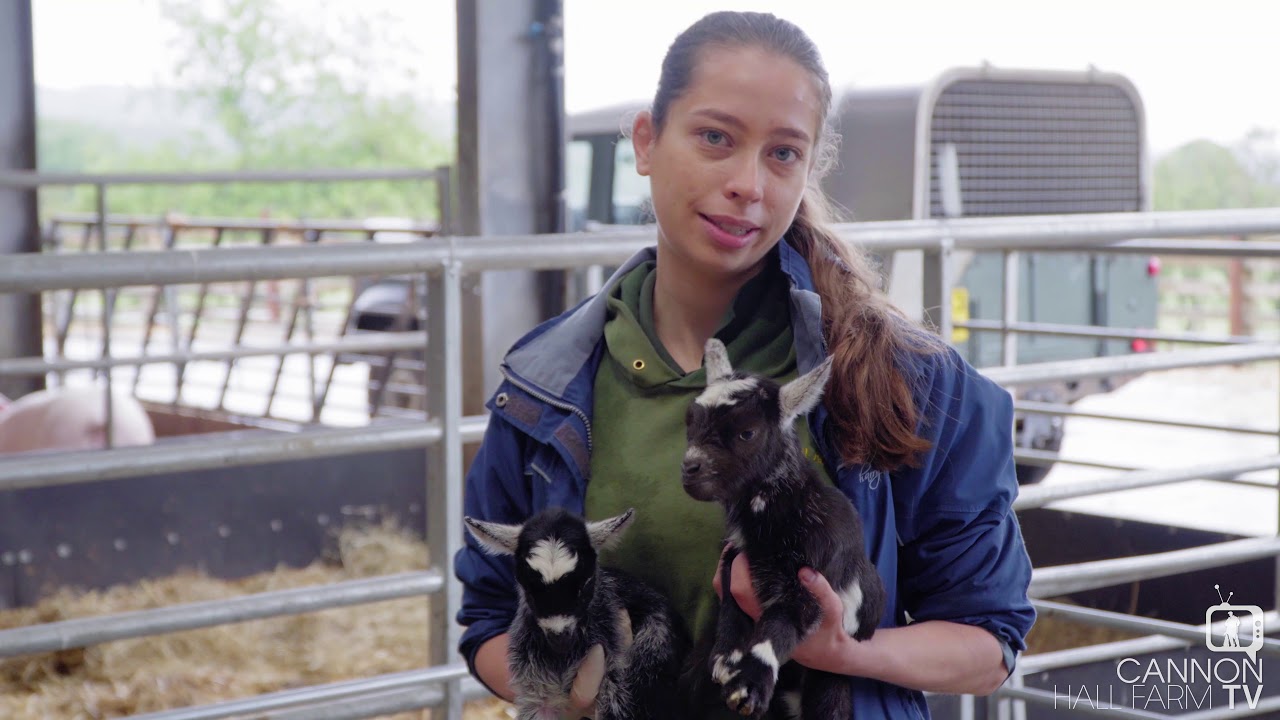 Farmer Kate's Kids - Cannon Hall Farm - YouTube