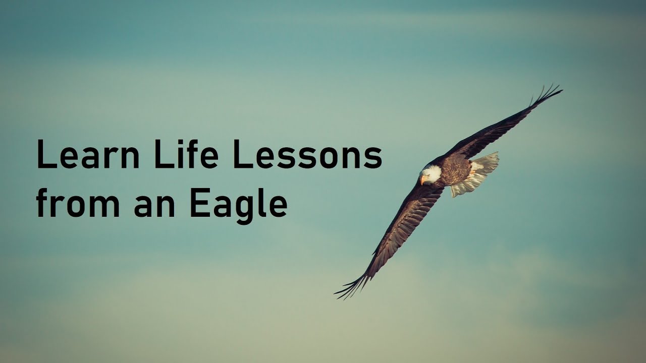 Lessons to Learn from Eagle|Motivational Thought|Inspirational Thought ...