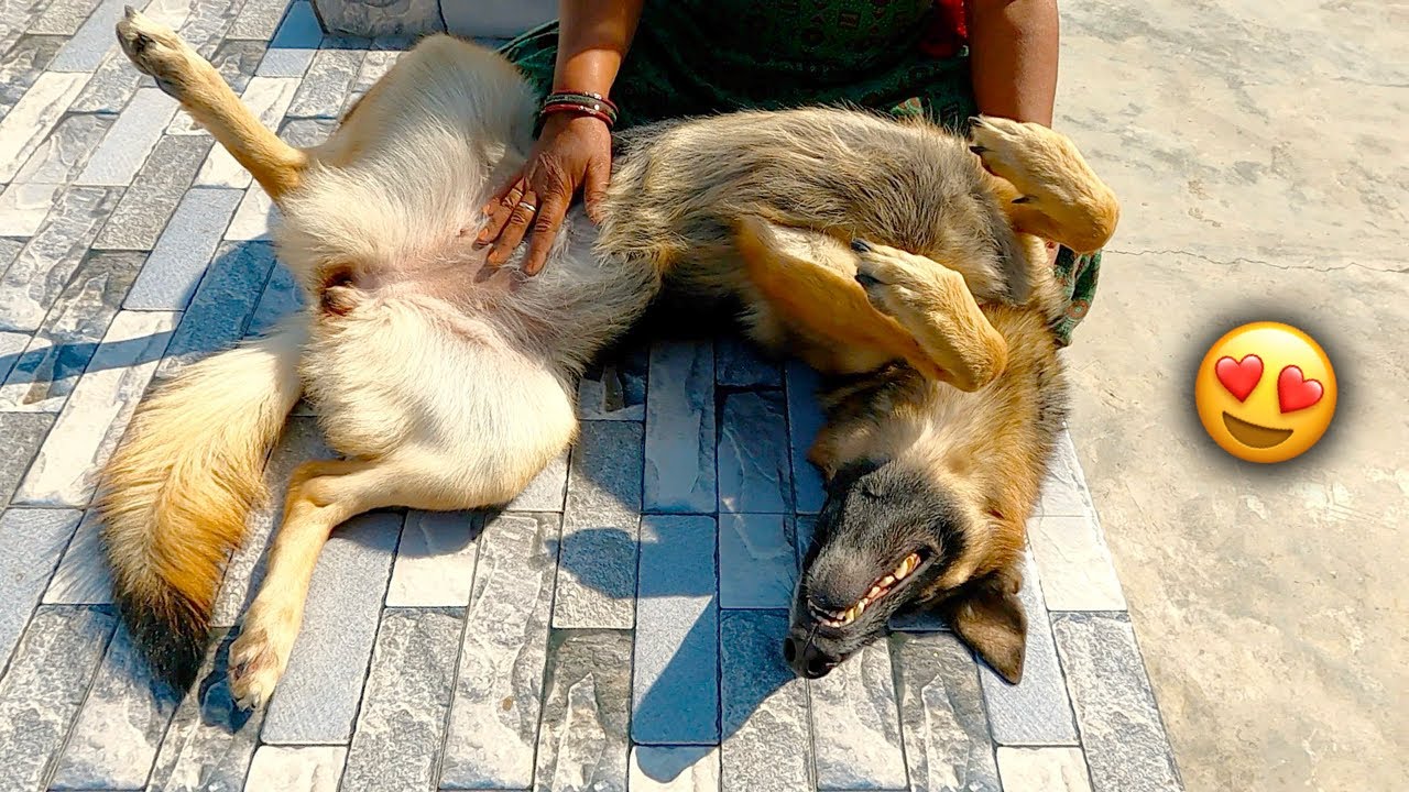 MOST BEAUTIFUL GERMAN SHEPHERD DOG BELLY RUB - YouTube