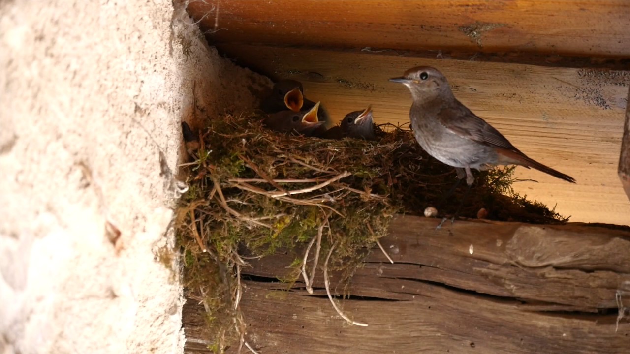 11 jours dans la vie du rouge-queue - YouTube