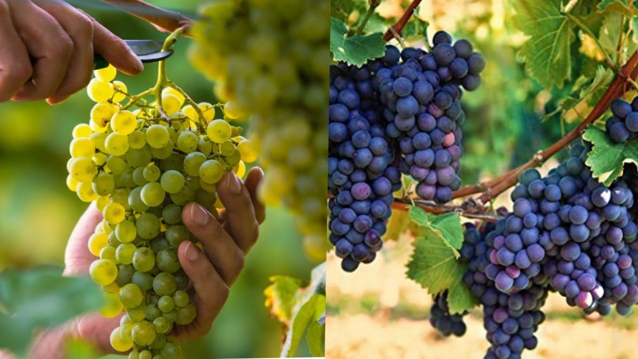Buraidah //Grapes farm Buraidah //Buraidah Al qassim grapes farm ...