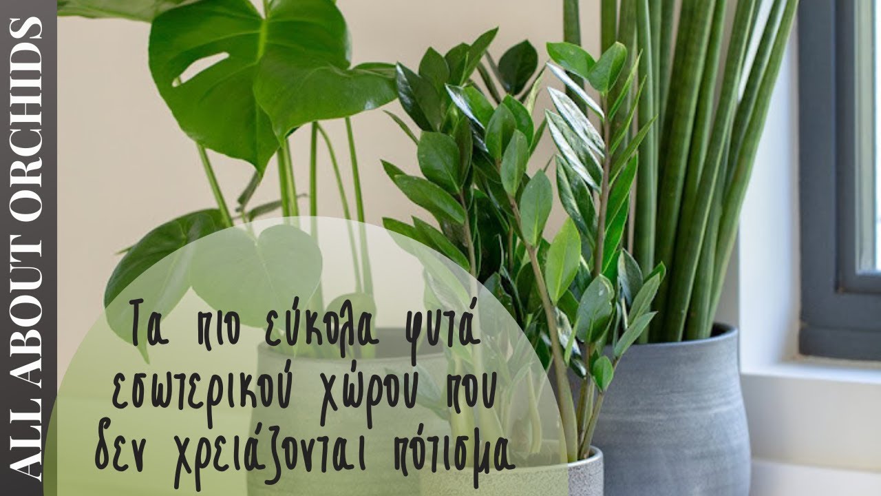 Δείτε ποια είναι τα πιο εύκολα φυτά εσωτερικού χώρου που δεν ...