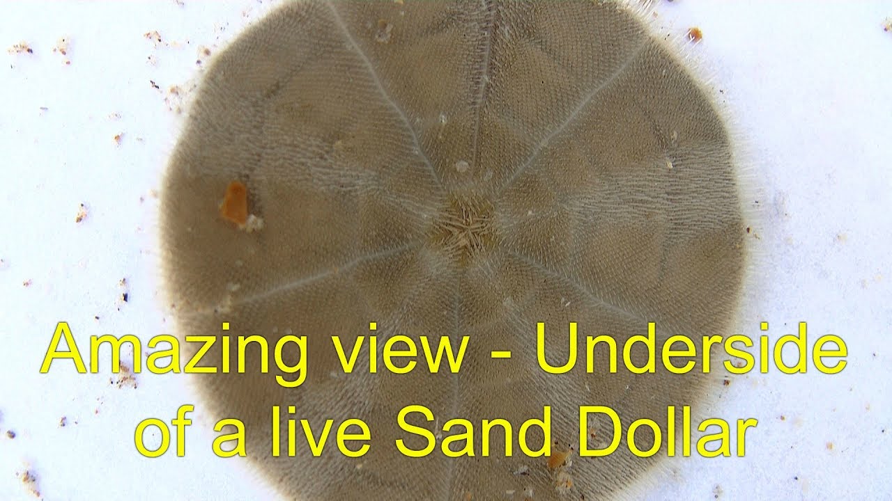 Underside view of a live Sand Dollar – View in real time and time-lapse - YouTube