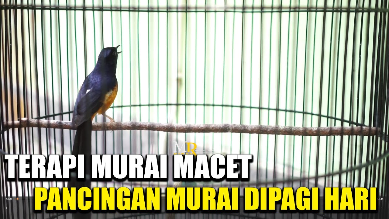 TERAPI MURAI BATU DIPAGI HARI - MAMPU MENINGKATKAN EMOSI DAN BIRAHI ...