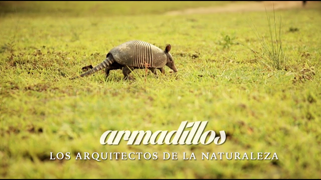 NATIBO- ARMADILLOS LOS ARQUTECTOS DE LA NATURALEZA - YouTube