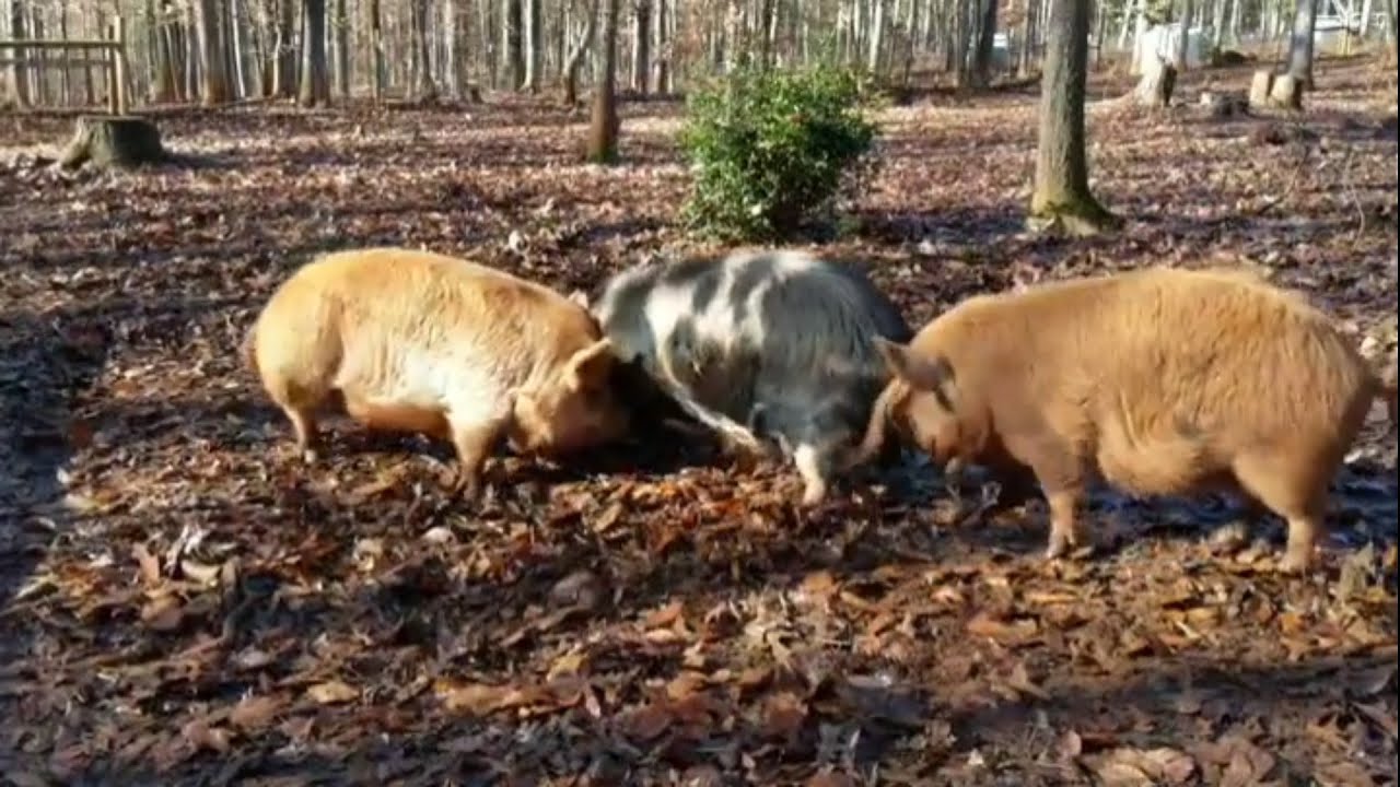 Pigs fight over a partner during the breeding season - YouTube