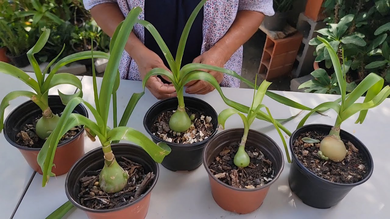 🍀🧅CEBOLLA DE LA SUERTE/ ALBUCA BRACTEATA🧅🍀 - YouTube