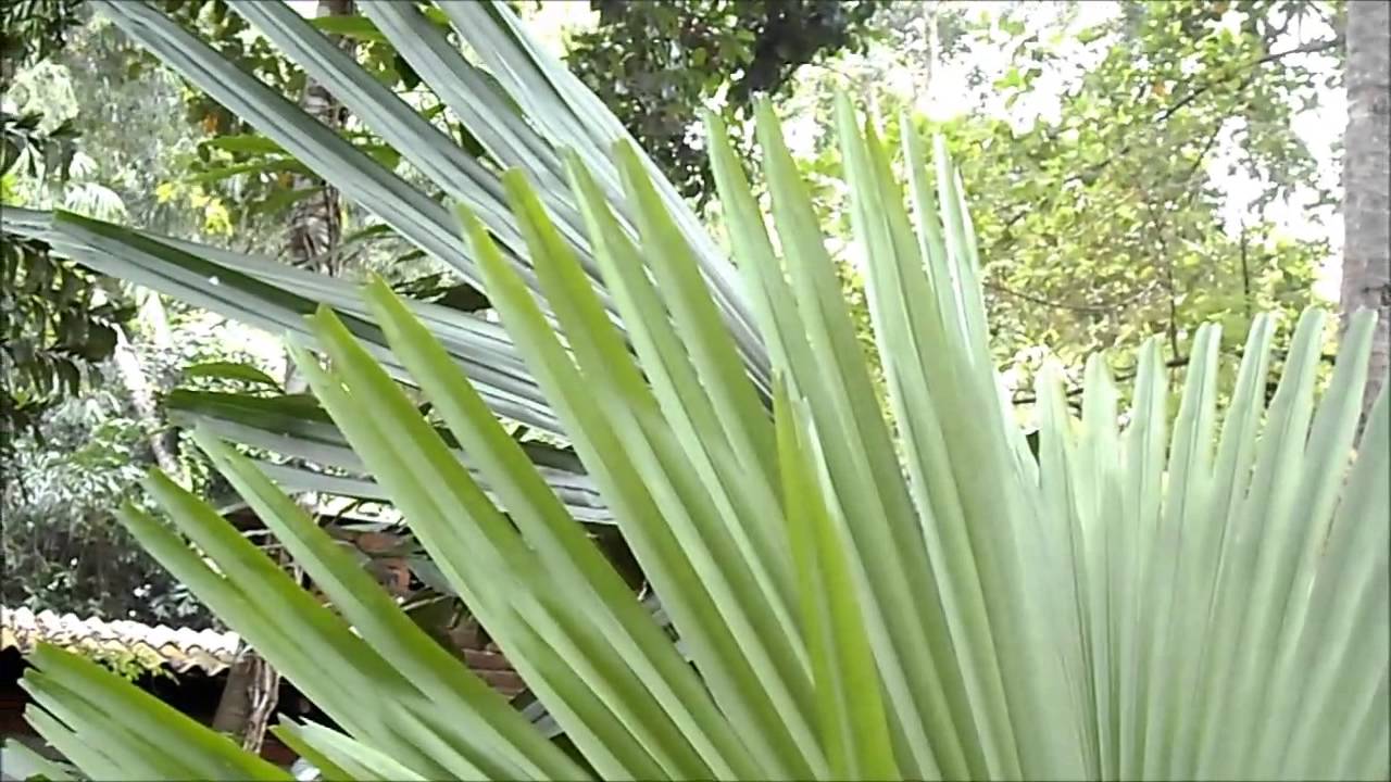 Sri lankan Thal - YouTube