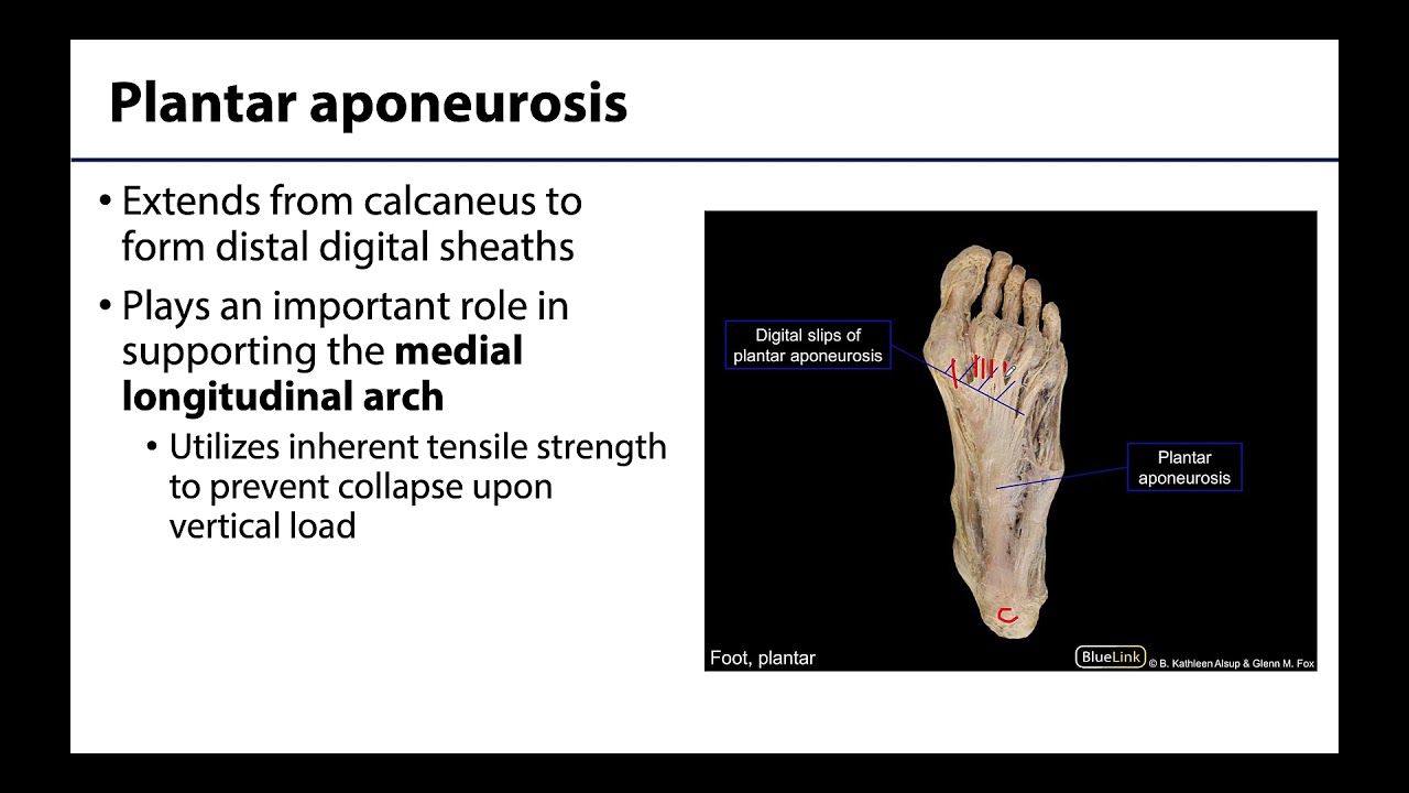 Deep Fascia of the Foot - M1 Dissection Supplement - YouTube