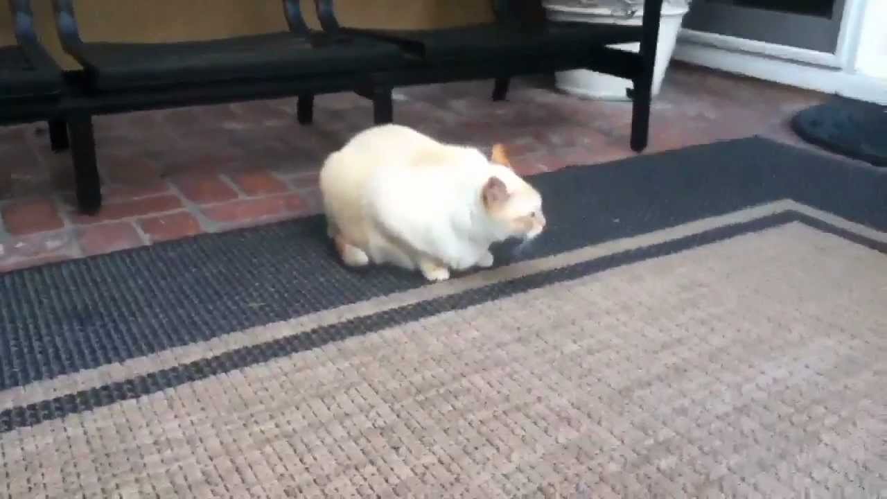 Cat explodes - YouTube