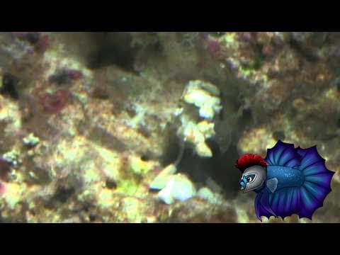Vermetid Worm Snail-Clear Thin Worm in SaltWater Tank - YouTube