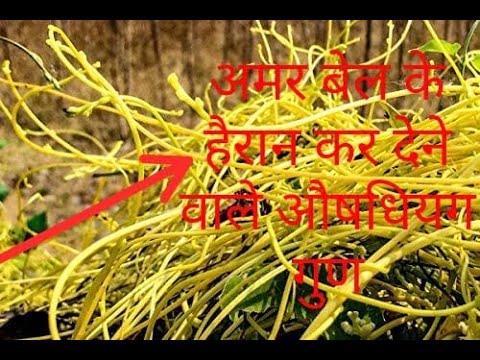ये है रामबाण औषधि ।।Unknown facts about Amar bel || - YouTube