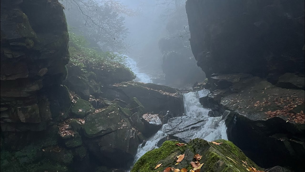 Spending some time in a forest - YouTube