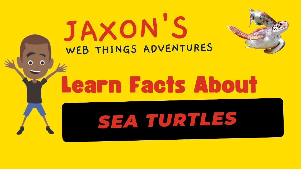 Learn Facts About Sea Turtles Video - Sea Turtles Facts and Photos ...