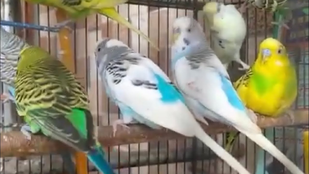 Love Birds- Basics for breeding budgies - YouTube