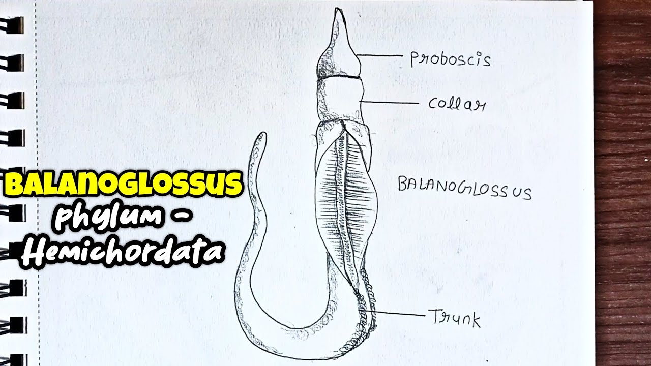 Balanoglossus diagram, Classification of animals: Phylum- Hemichordata ...