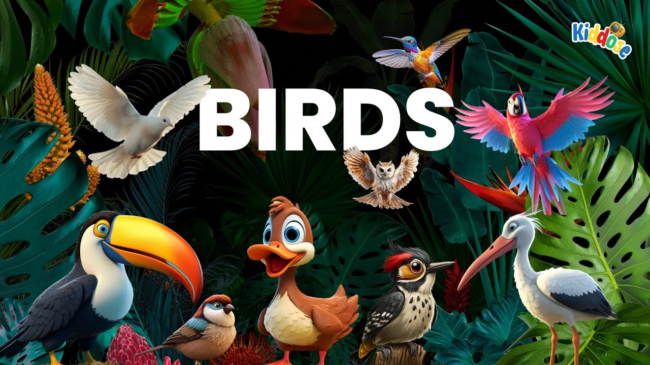 BIRDS : Learn About Common Birds with @KiddoseTV ! Fun and Educational ...