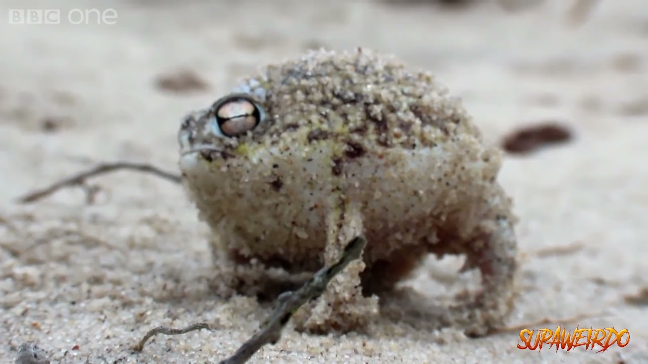 The incredible yeet frog - YouTube