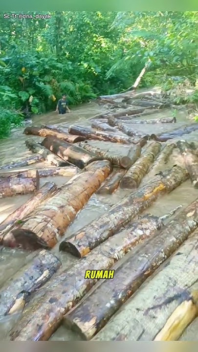 Kerja cerdas penebang kayu di hutan - YouTube