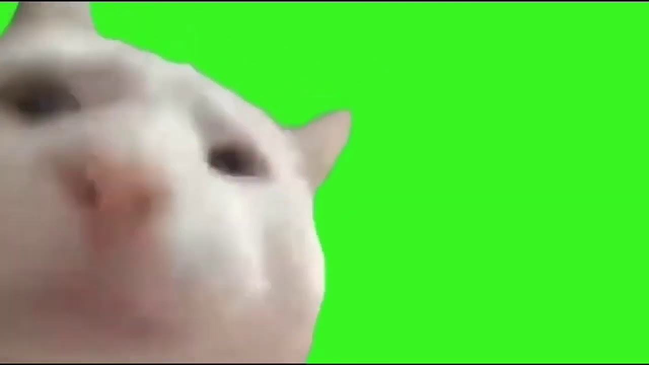 Cat vibing green screen 10 Minutes - YouTube