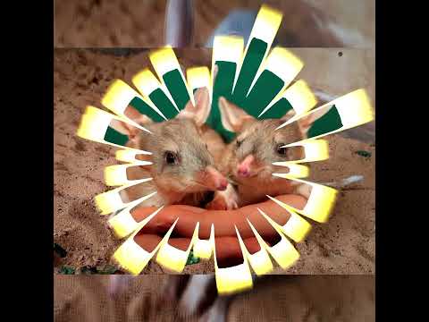 Bats Bilby Tarsier