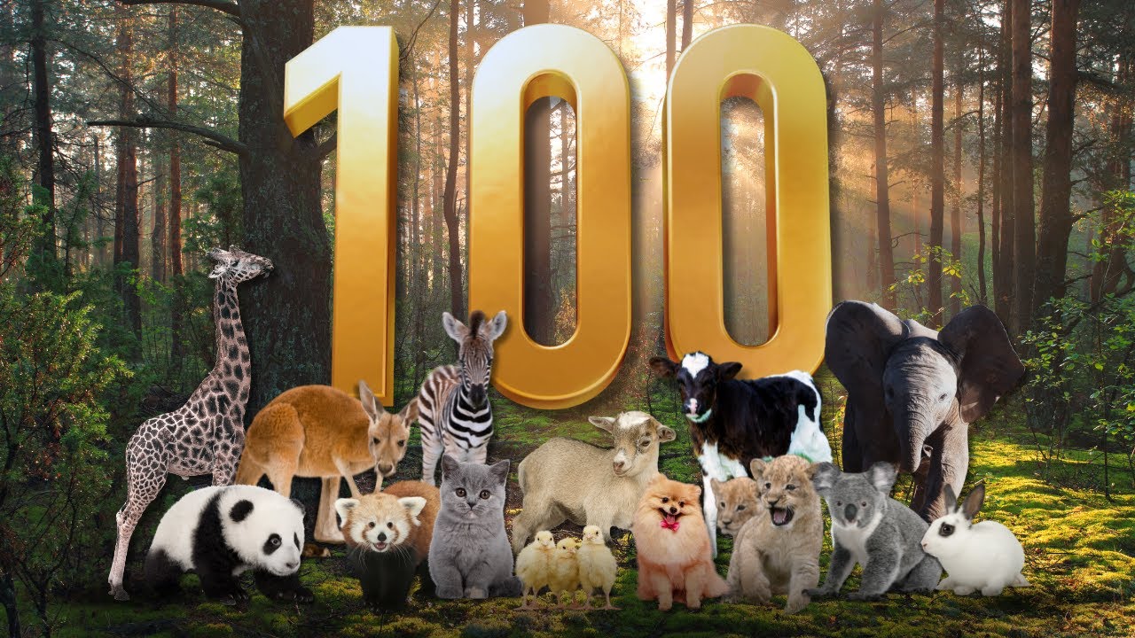 100 BABY ANIMALS FOR KIDS | AWW-INSPIRING WILDLIFE ADVENTURE FOR KIDS ...
