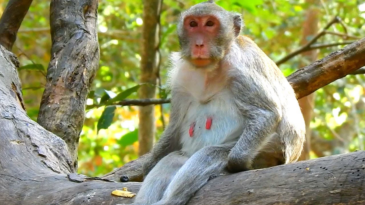 pretty monkey looks absolutely beautiful sitting on great tree branch ...