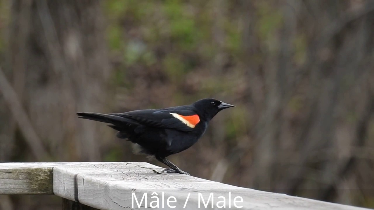 Red-winged Blackbird - Song - YouTube