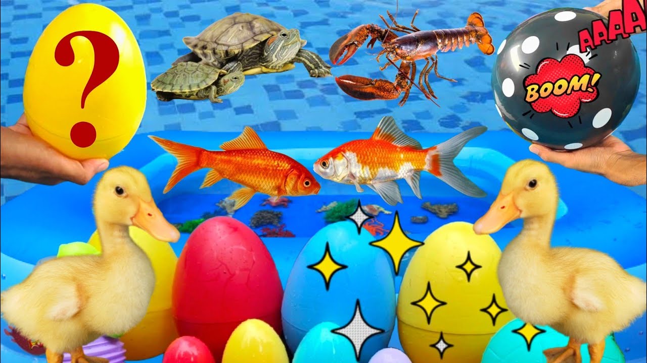 Cute baby ducklings in colorful surprise eggs, ducks, turtles, fish in ...