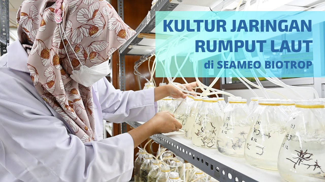 Seaweed Tissue Culture in SEAMEO BIOTROP - Kultur Jaringan Rumput Laut ...