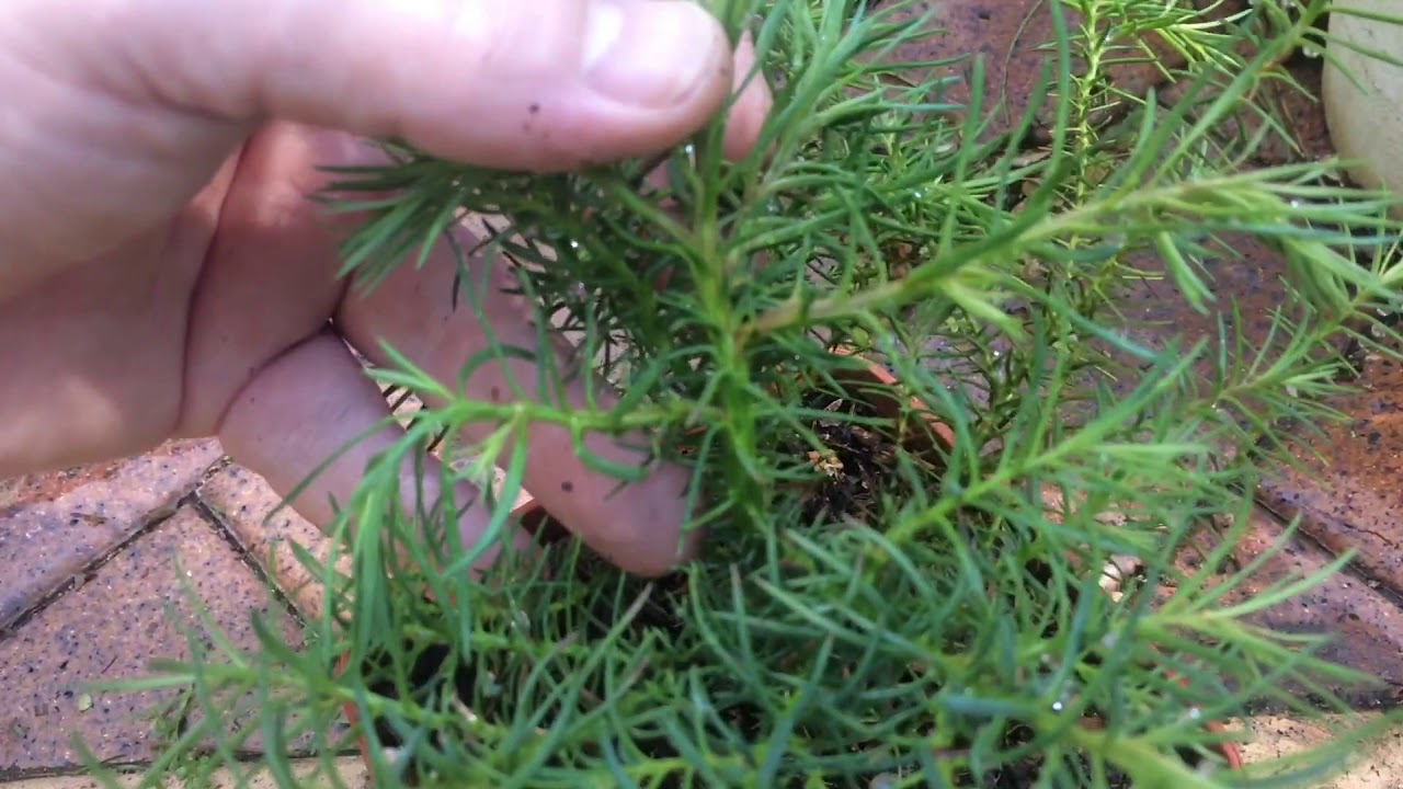 Cryptomeria Japonica Cuttings & Seed Grown from eBay - YouTube