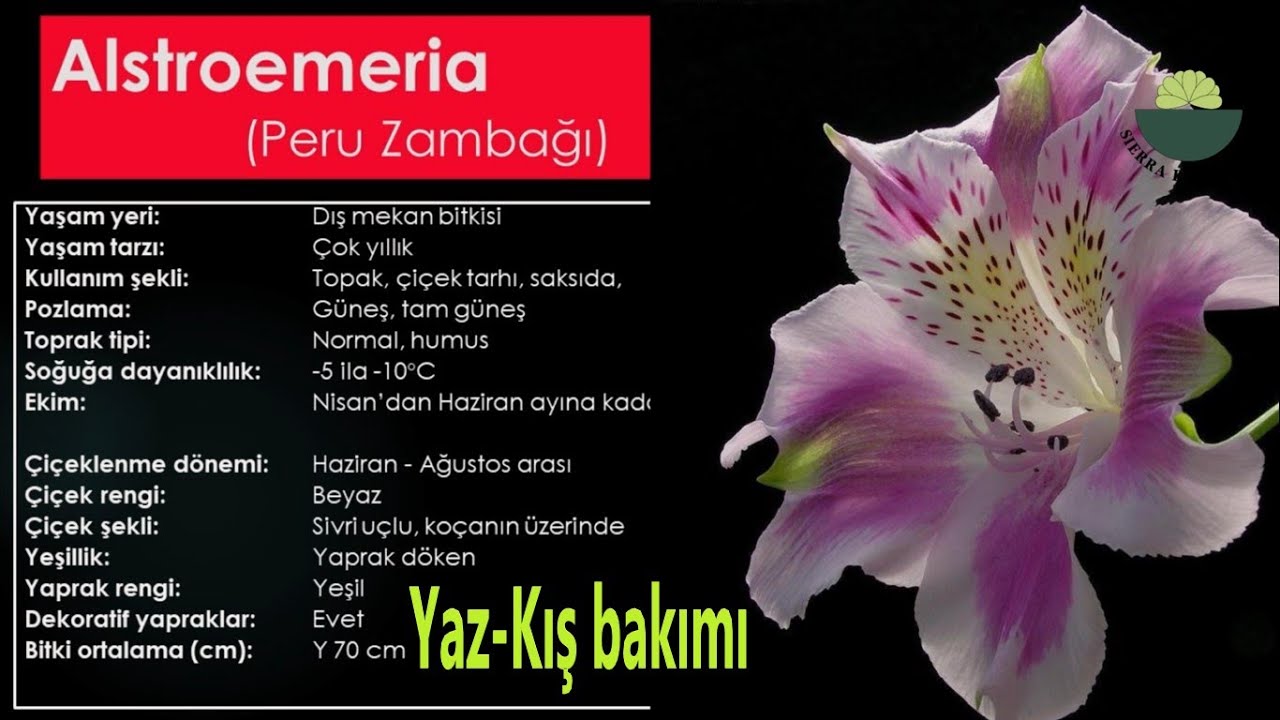ZAMBAK - PERU ZAMBAĞI Alstroemeria / Yaz-Kış Bakımı /Çık yıllık / İnka ...