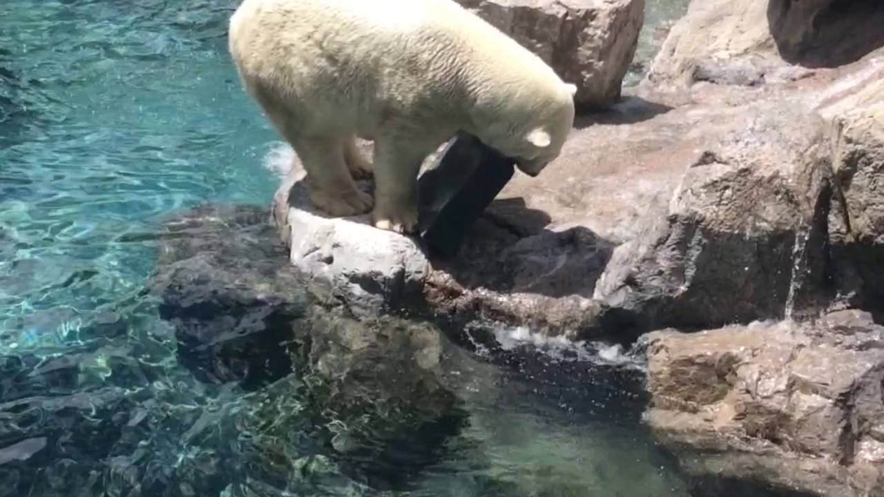 Scary Daisy the trailer - YouTube