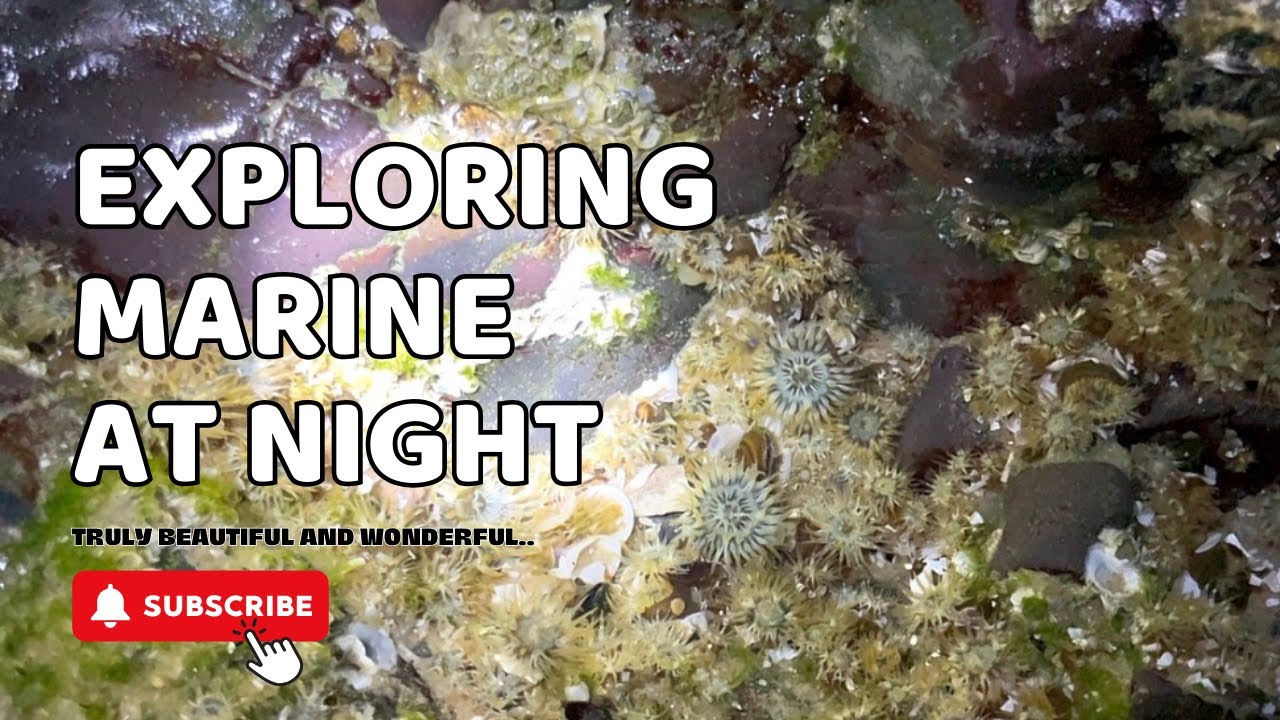 Exploring Marine Creatures At Night Is Truly Beautiful And Wonderful ...