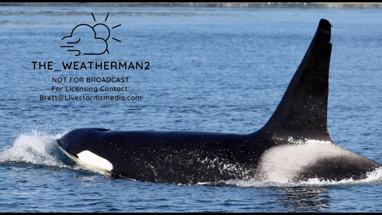 3-18-2023: Fox Island, WA: Epic Orca Close Pass - YouTube