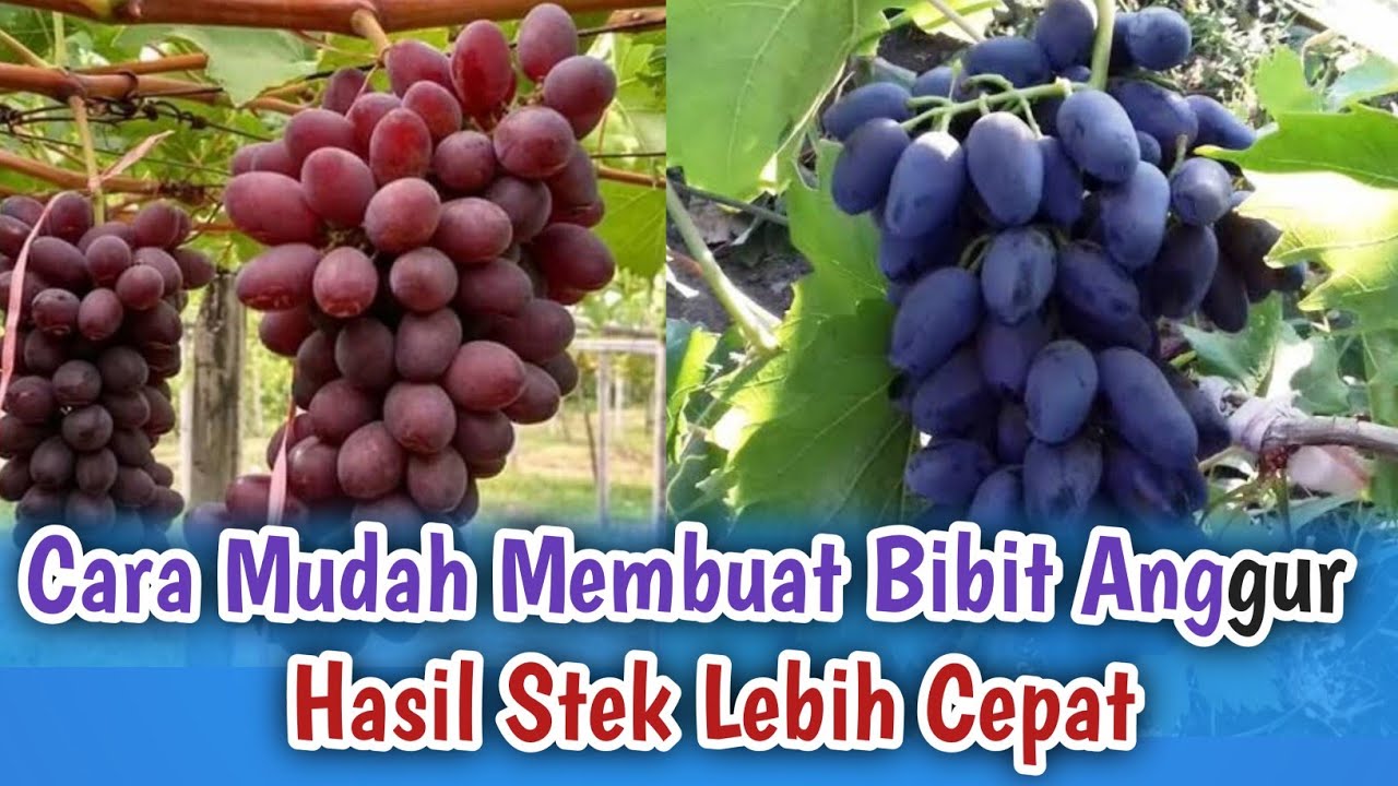 Cara Mudah Stek Batang Anggur Sampai Siap Tanam - YouTube